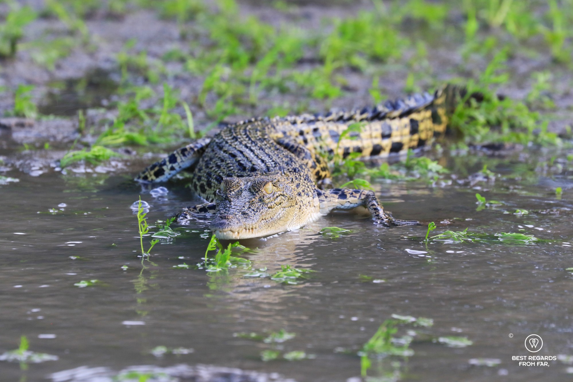 Palm Oil & Wildlife: a delicate balance in Borneo’s rainforest to ...