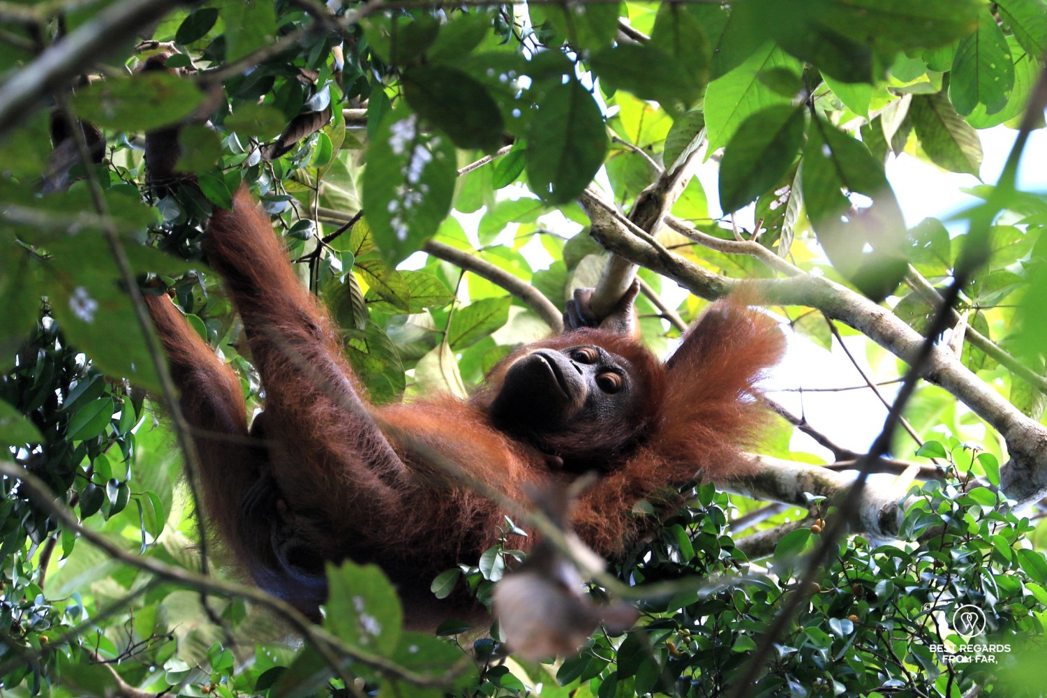 Palm Oil & Wildlife: a delicate balance in Borneo’s rainforest to ...