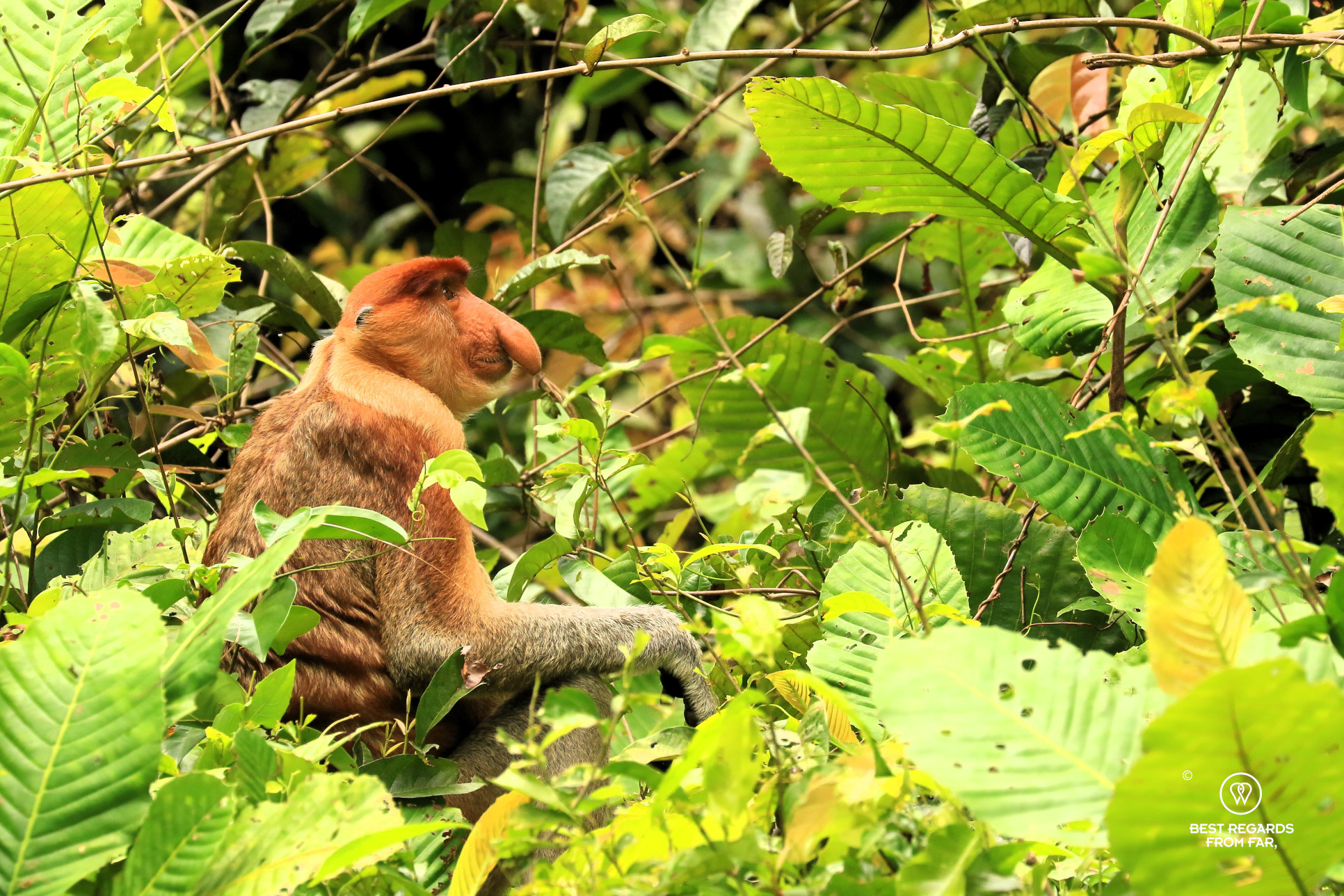 Eye to eye with Borneo’s most endangered primates in Tanjung Datu ...