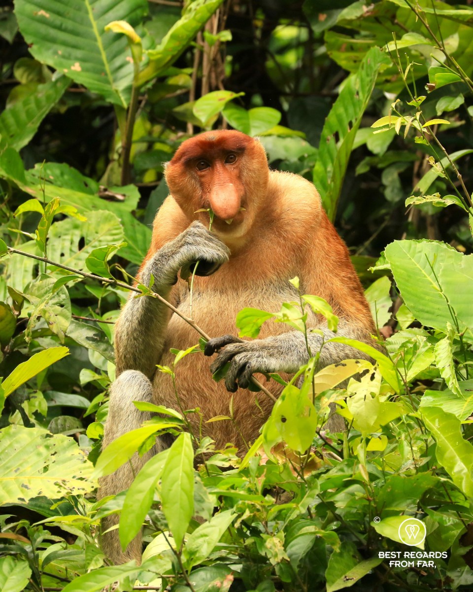 Eye to eye with Borneo’s most endangered primates in Tanjung Datu ...