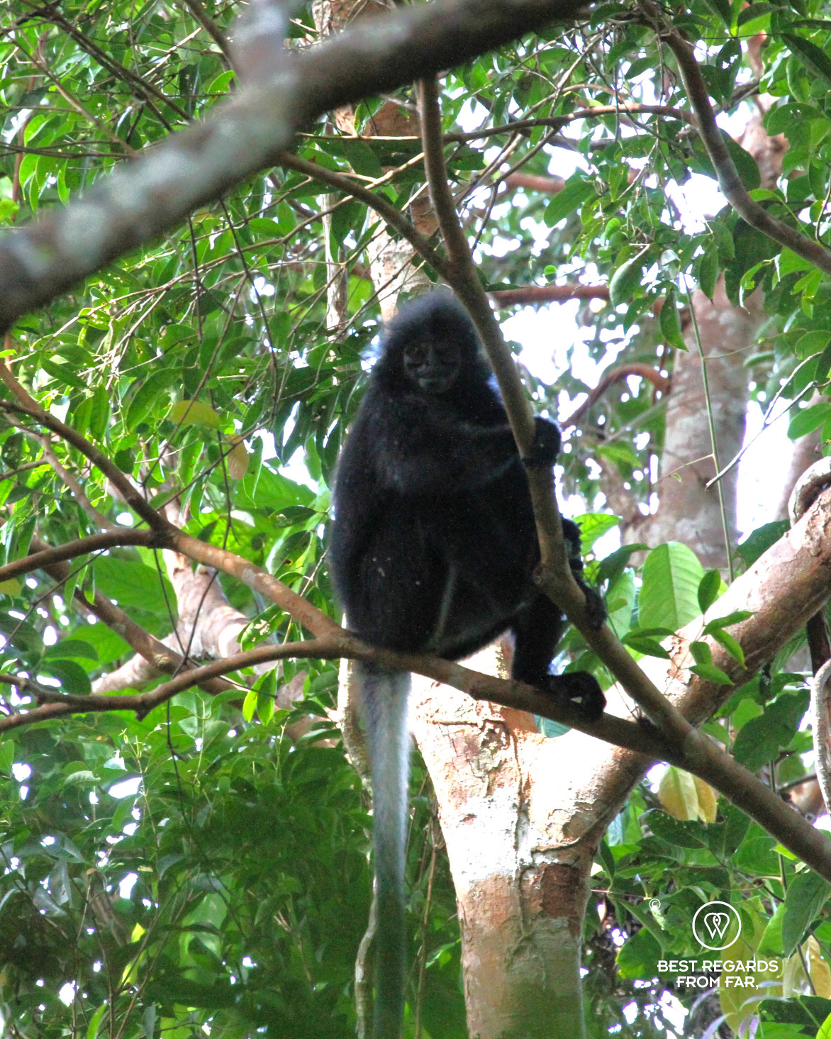 Eye to eye with Borneo’s most endangered primates in Tanjung Datu ...