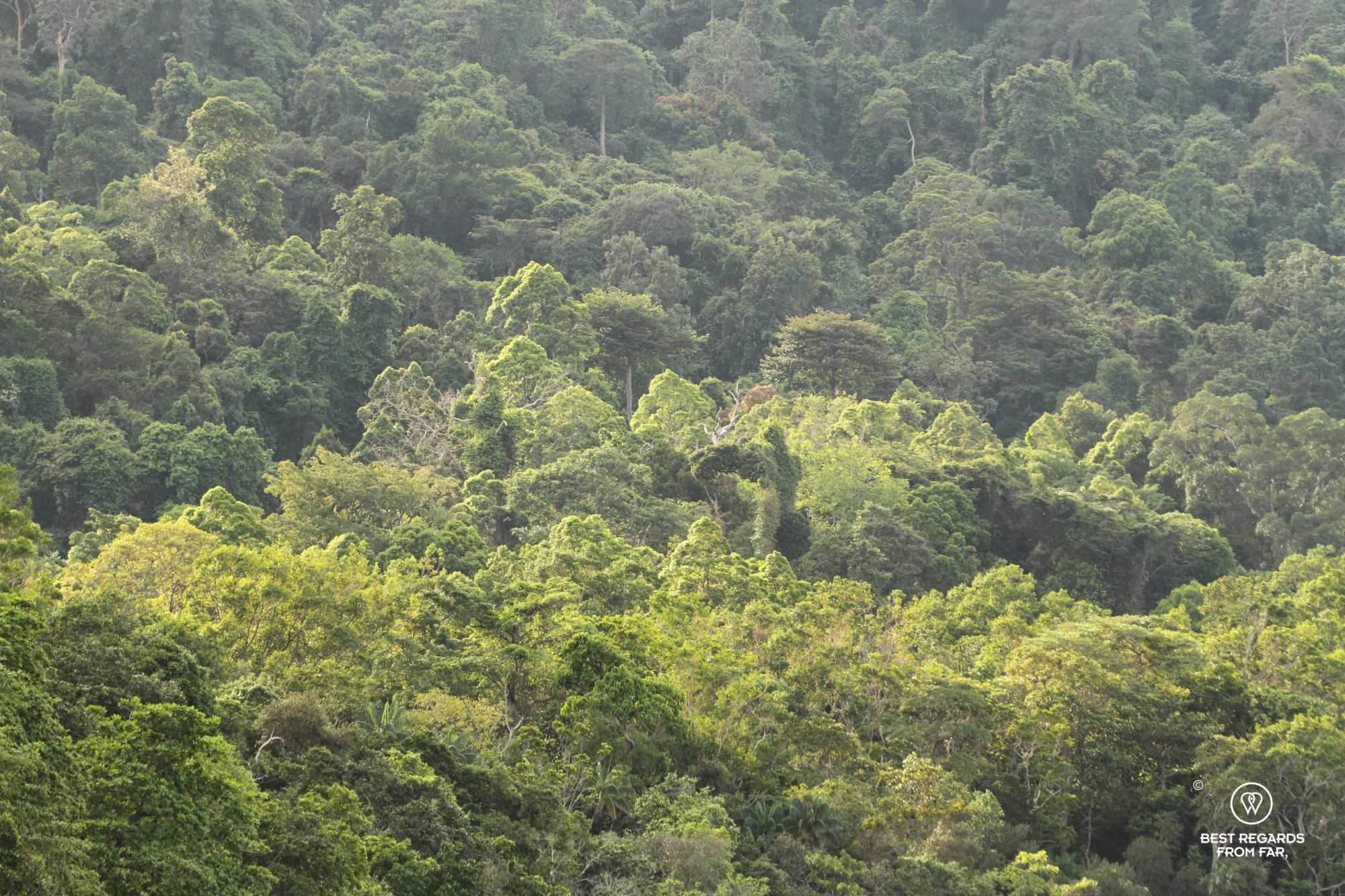 Eye to eye with Borneo’s most endangered primates in Tanjung Datu ...