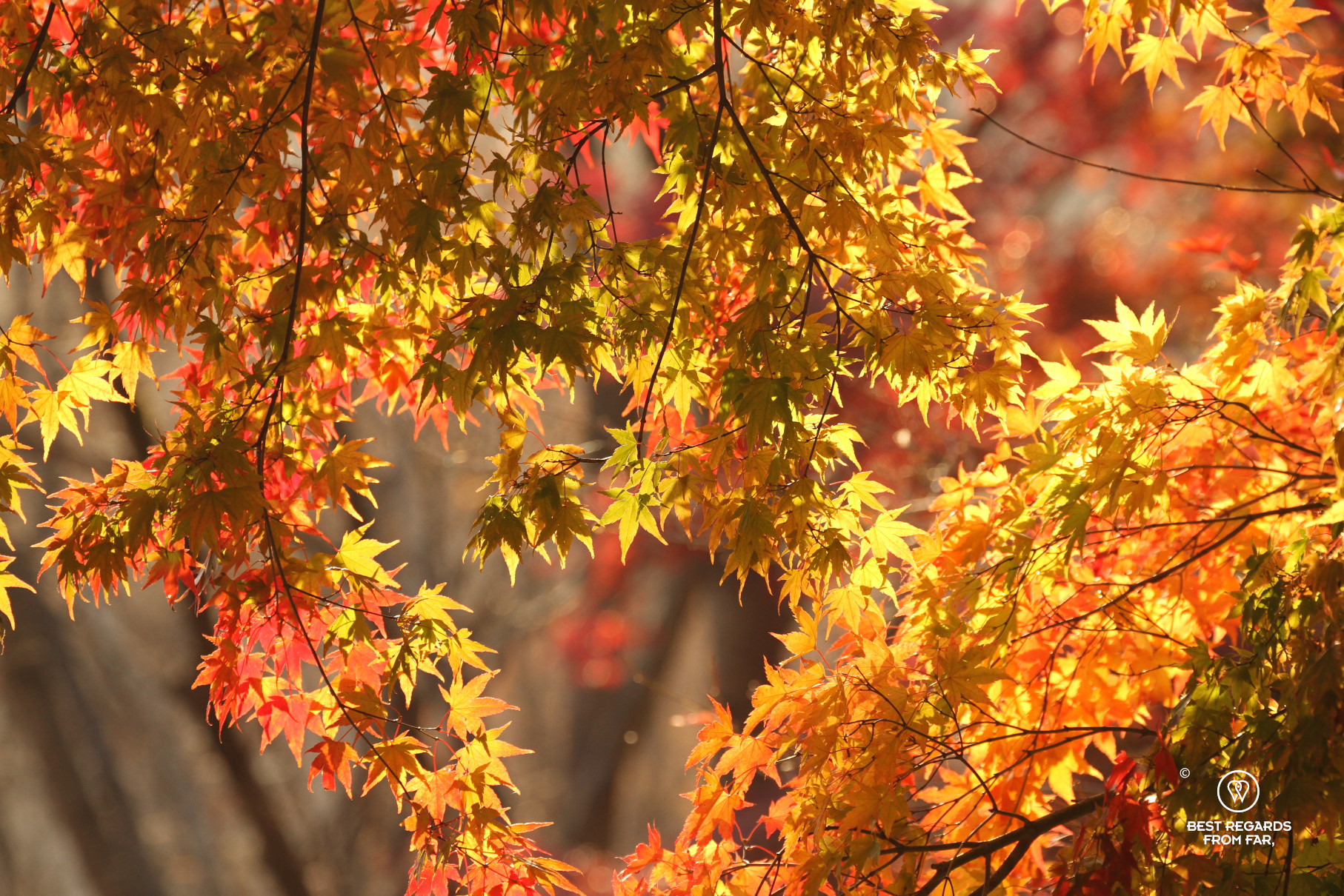 Between Mountains & Scriptures, Korea’s Favorite Temple [Haeinsa ...
