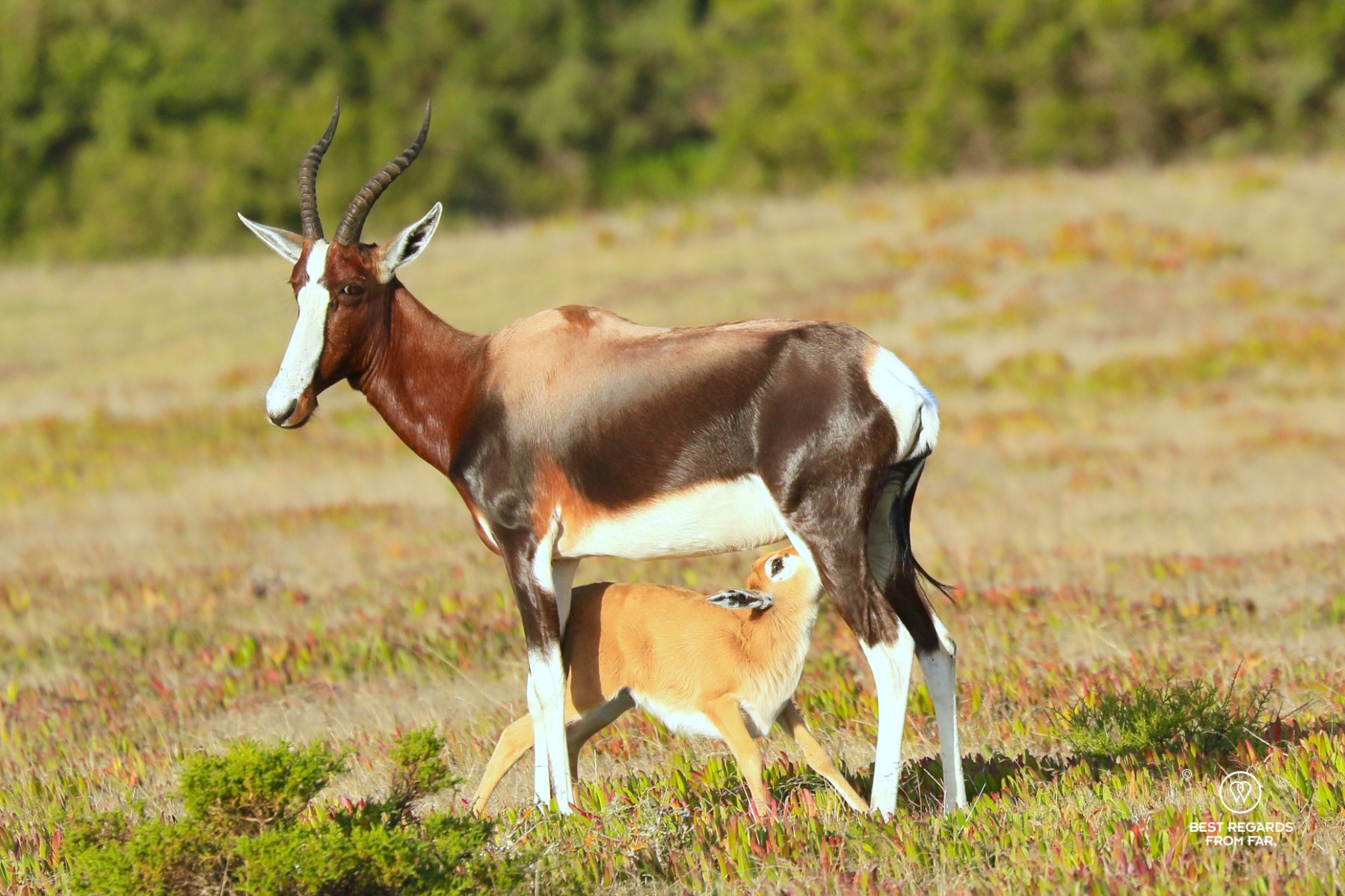 De Hoop: A Historical Haven of Nature, Wildlife and Adventure – Best ...