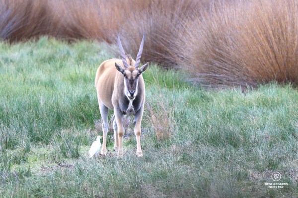 De Hoop: A Historical Haven of Nature, Wildlife and Adventure – Best ...