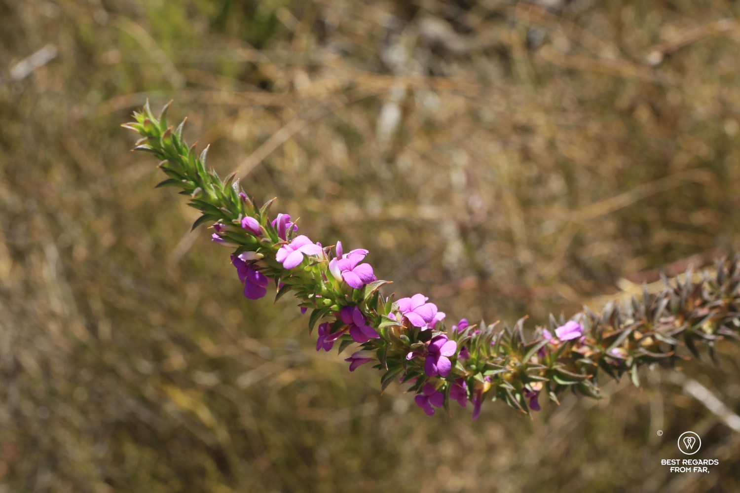 South Africa’s Secret Garden: Taste, Smell & Heal with Fynbos – Best ...